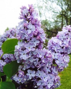 How to Choose the Best Lilac for Your Garden | Mama Knows